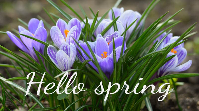 Hello Spring Text and Dandelion Flowers Stock Image - Image of floral ...