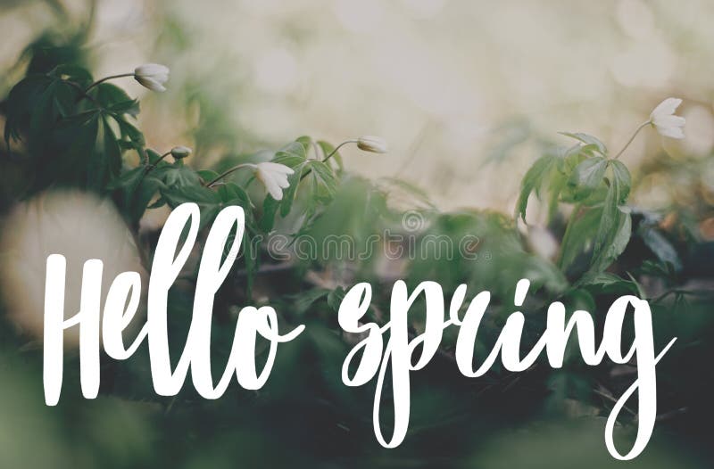 Hello Spring Text Handwritten on Beautiful Flowers in Sunny Spring ...