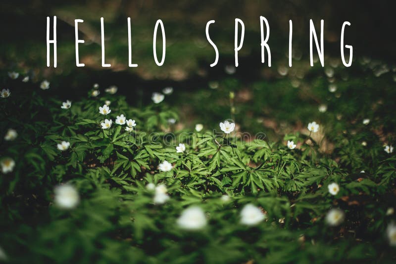 Hello Spring Text, Sign on Anemones Flowers in Sunny Spring Woods ...