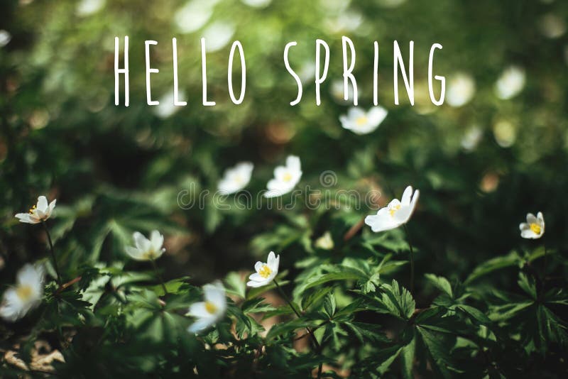 Hello Spring Text, Sign on Anemones Flowers in Sunny Spring Woods ...