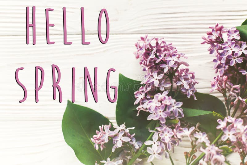 Hello Spring Text Sign on Pink Gerbera on White Wooden Background, Flat ...