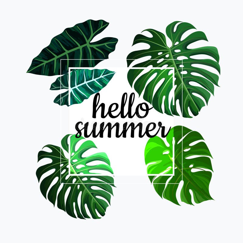 Hello Summer, Tropical Green Leaves Taro Frame with White Background ...