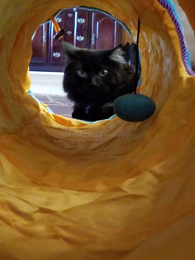 Hello There stock image. Image of angry, hello, kitty - 161726517