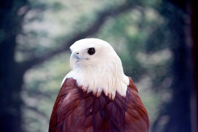Yellow eyed filipino owl stock image. Image of filipino - 40309219