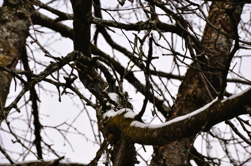Hello Winter, Hello December Stock Photo - Image of tree, forest: 338589352