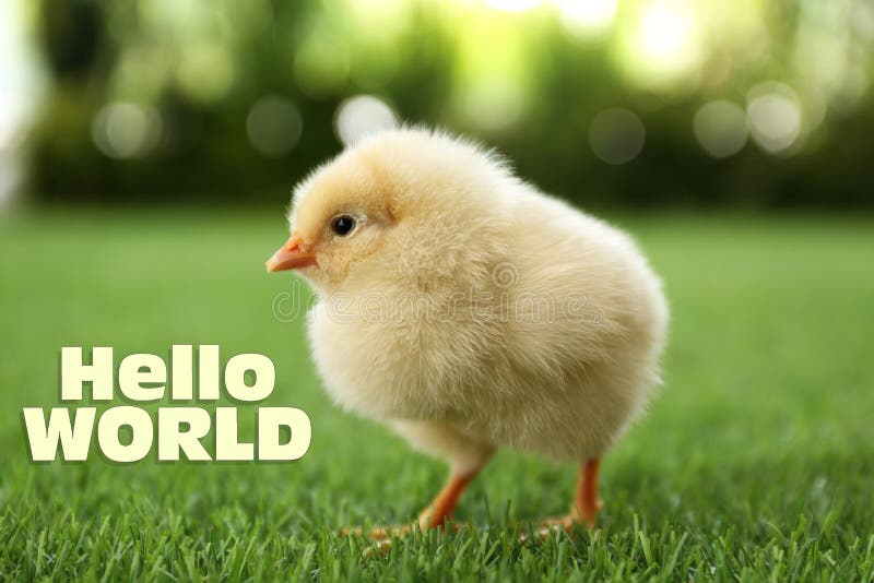 Fluffy Chick of a King Penguin Stock Image - Image of feathers, animal ...