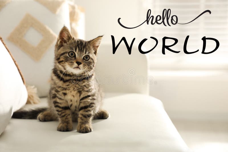 Hello World. Cute Tabby Kitten on Sofa at Home Stock Image - Image of ...