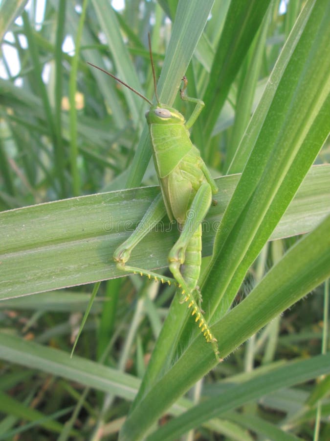 Hello World from Grasshopper. the Grasshopper between the Leaves Stock ...