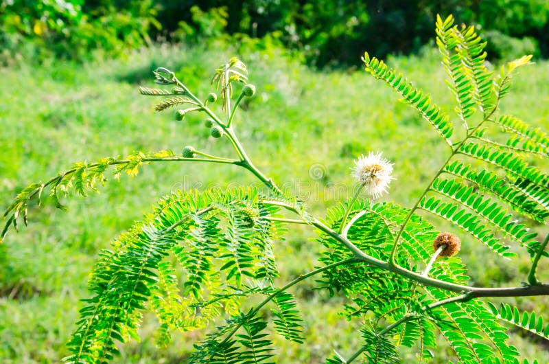 Hello Kitty Weed Pfp Stock Photos - Free & Royalty-Free Stock Photos ...