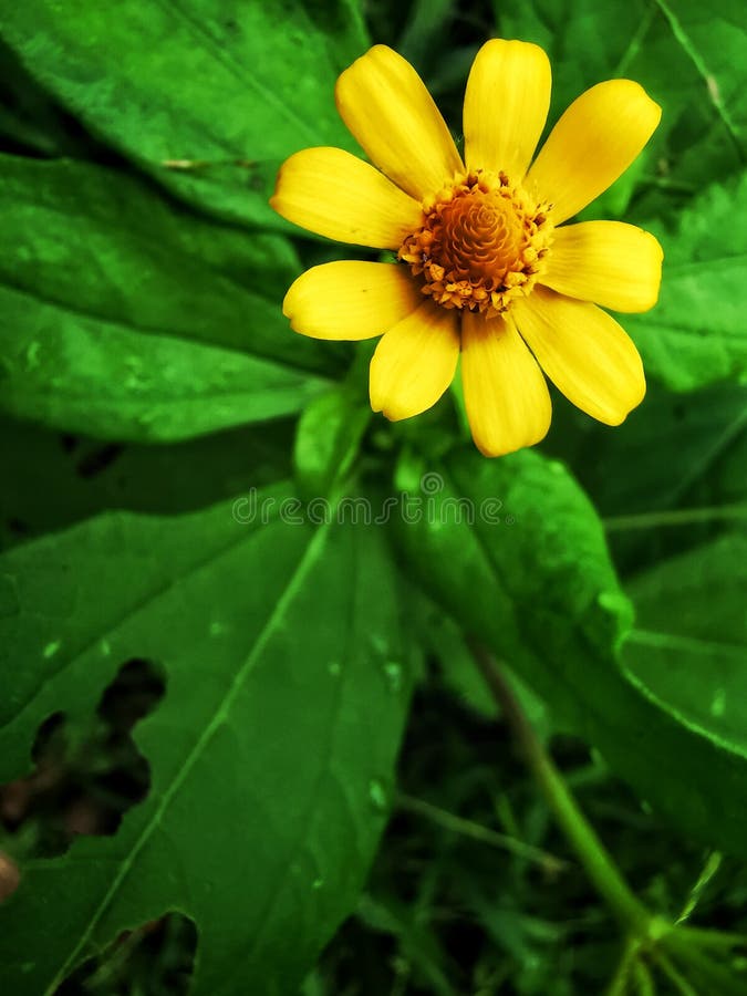 Hello yellow flower stock photo. Image of wildlife, yellow - 206437516
