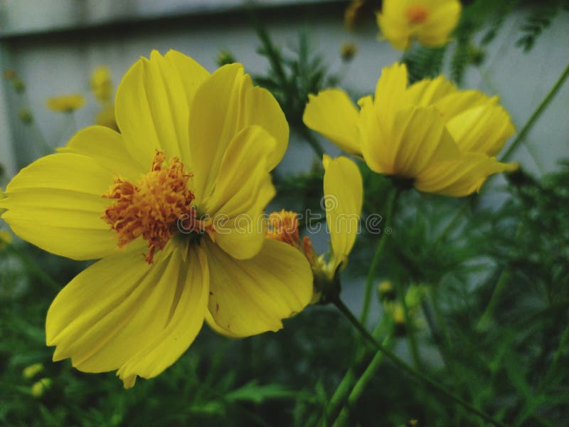 Hellow Yellow Bloomed Flower Stock Photos - Free & Royalty-Free Stock ...