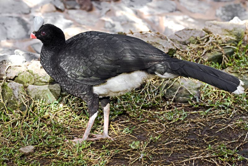 Helmeted curassow 1 arkivfoto. Bild av hacka, ägg, södra - 38396832