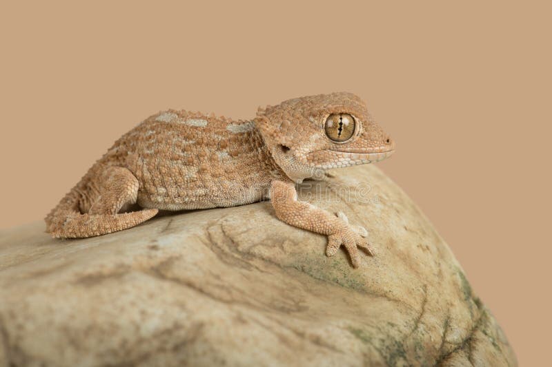 Helmeted Gecko Tarentola Chazaliae Stock Image - Image of wild, macro ...