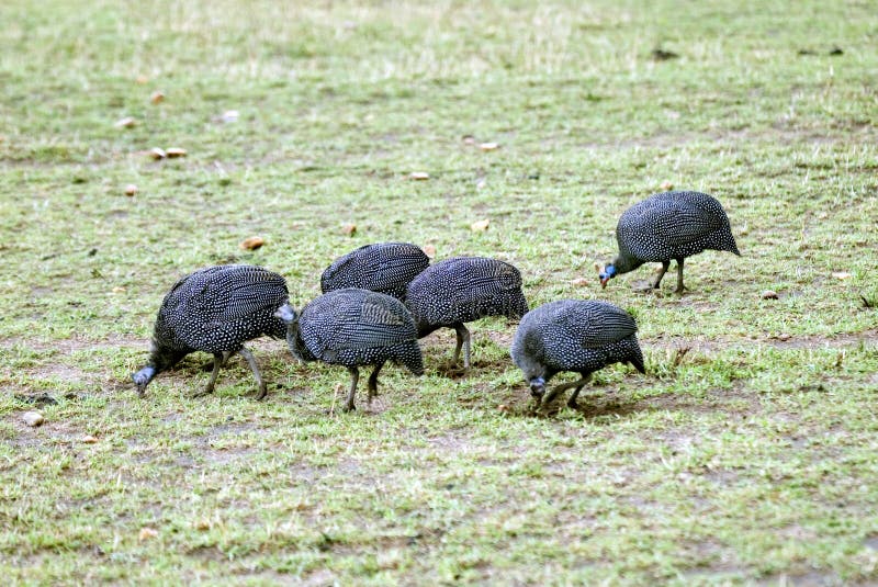 Helmeted Guineafowl stock image. Image of africa, wildlife - 1425875