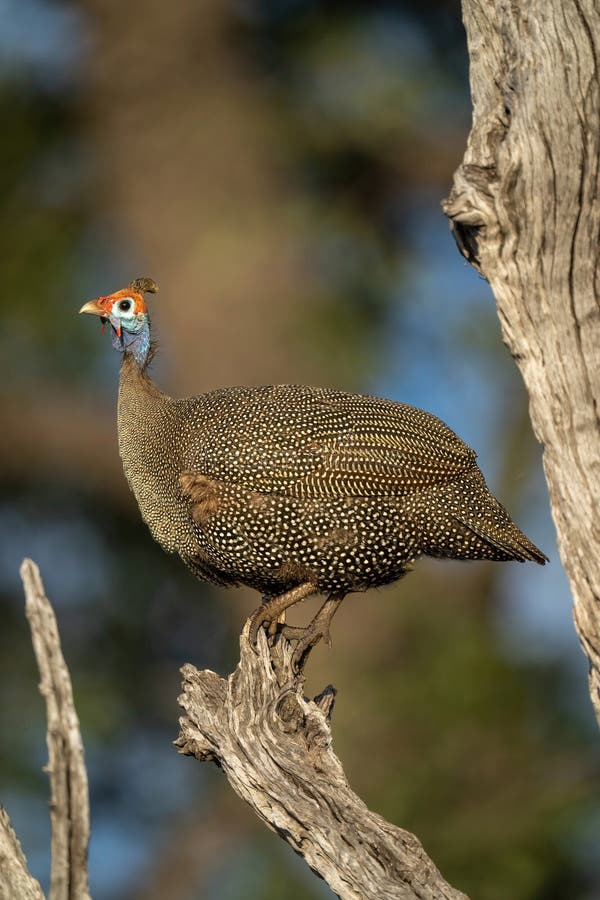 Helmeted Guineafowl on Dead Tree in Sunshine Stock Image - Image of ...