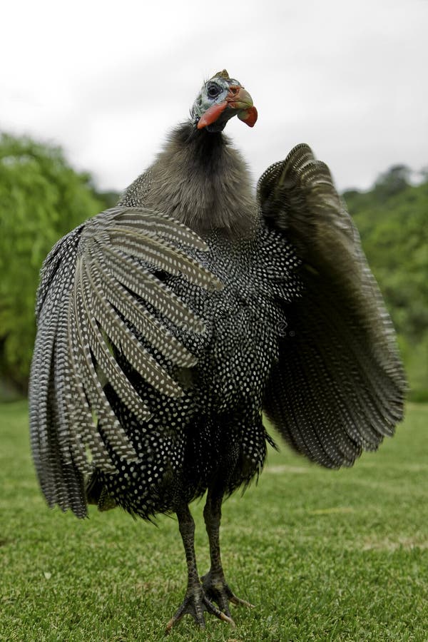 Helmeted Guinea Fowl stock image. Image of spotted, guinea - 35376353