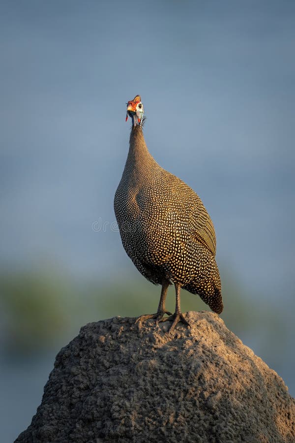 Helmeted Guineafowl on Termite Mound in Sunshine Stock Image - Image of ...