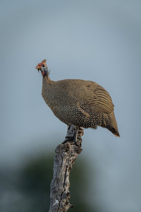 Helmeted Guineafowl on Tree Stump in Profile Stock Image - Image of ...