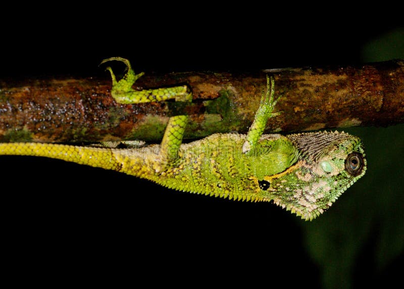 Helmeted Iguana or Casque-headed Lizard Stock Photo - Image of blend ...