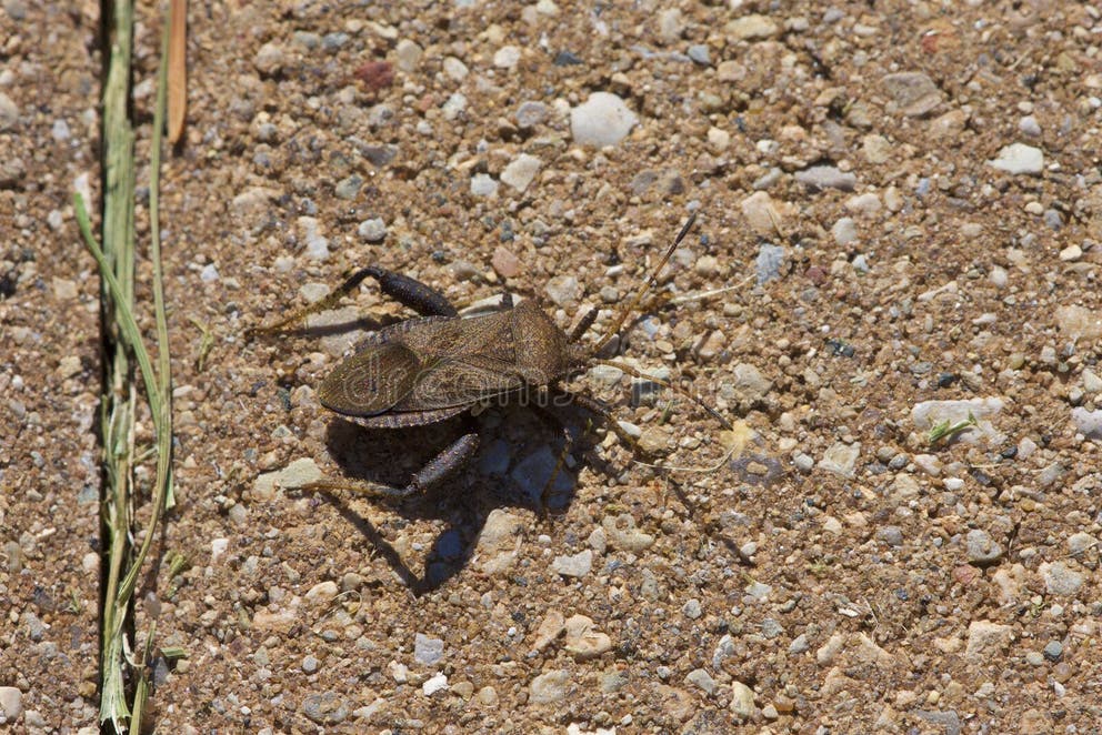 Helmeted Squash Bug 817018 stock photo. Image of coreid - 195940948