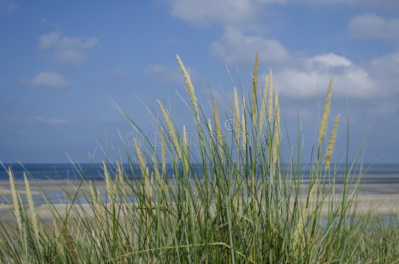 Helmgras door het Strand stock afbeelding. Image of landschap - 52187571