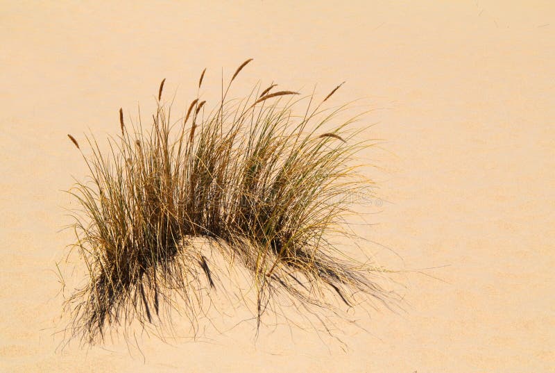 Helmgras in zand-duin stock afbeelding. Image of neiging - 33215543
