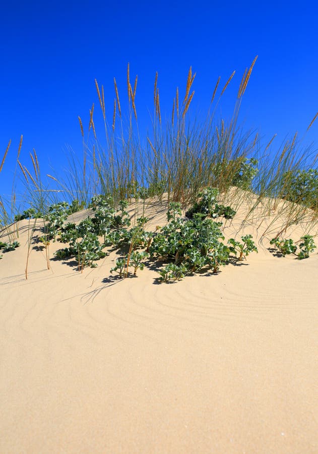 Helmgras in zand-duin stock afbeelding. Image of kust - 55595751
