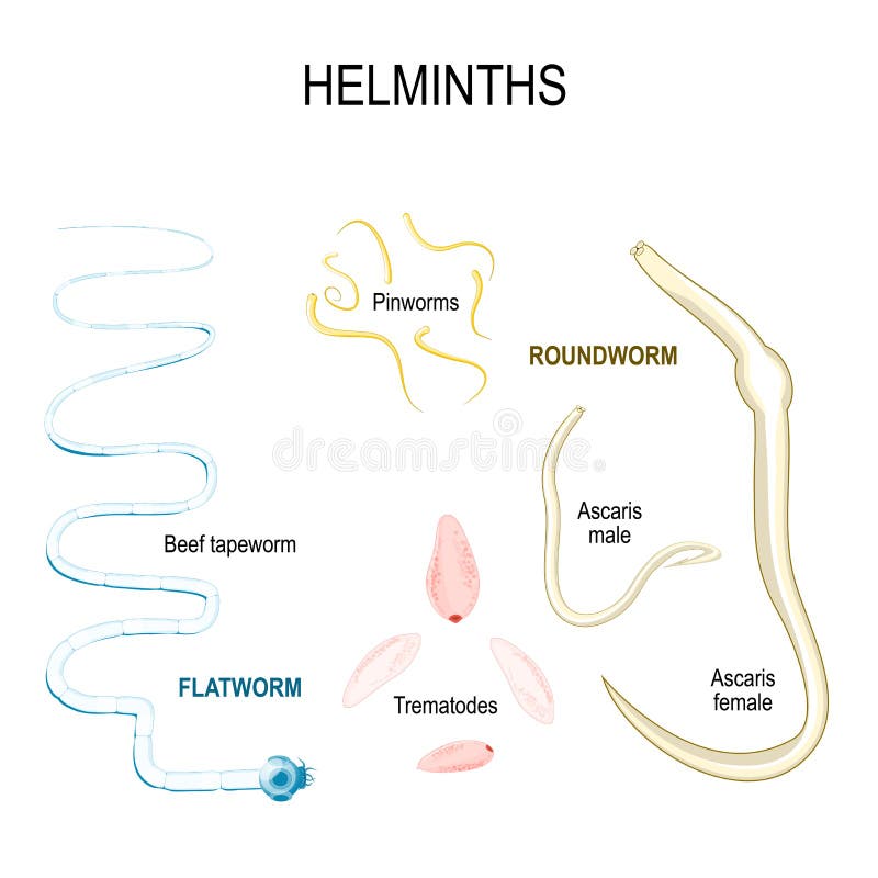 Helminthes Types De Parasites Humains Illustration de Vecteur ...