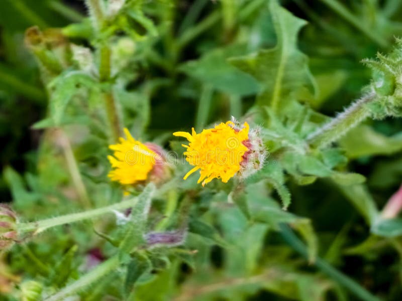 Helminthotheca Echioides, Picris Echioides, Bristly Oxtongue ...