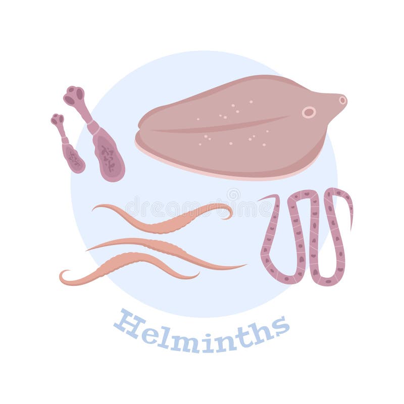 Helminths Worms Flat Poster Stock Illustration - Illustration of ...