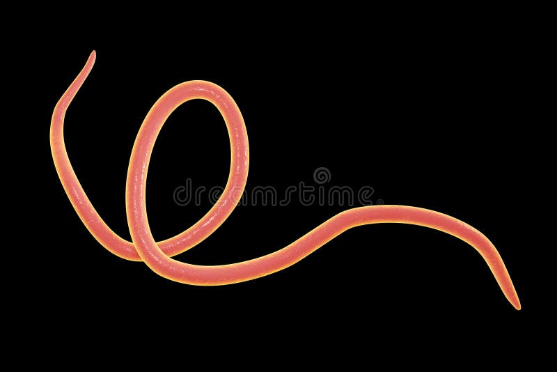 Helminths Nematodes Enterobius Stock Illustration - Illustration of ...