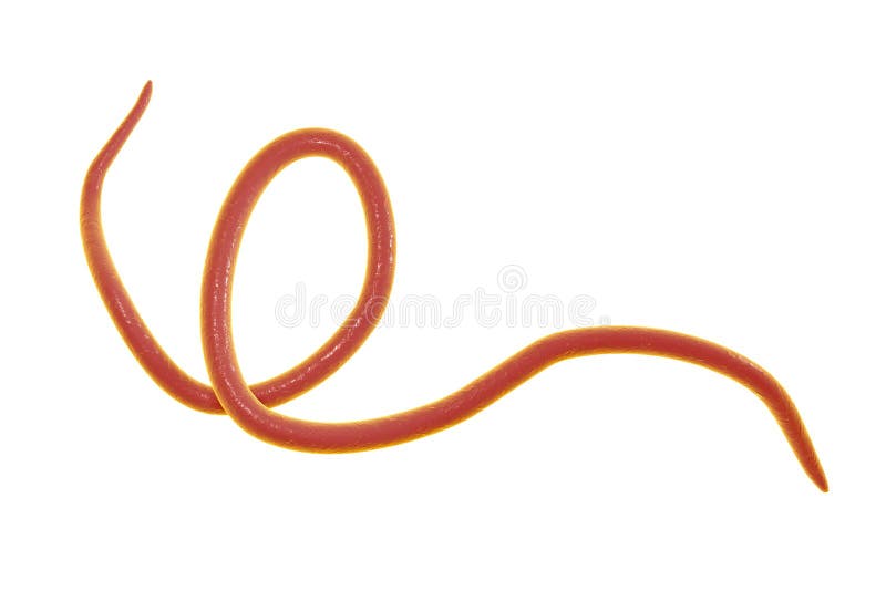 Helminths Nematodes Enterobius Stock Illustration - Illustration of ...
