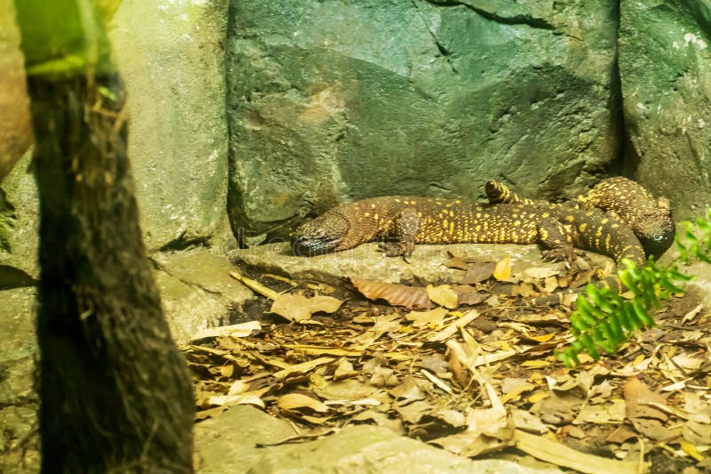 Heloderma lizards stock image. Image of animal, area - 322521811