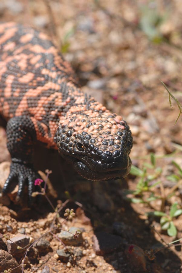 Heloderma suspectum stock image. Image of gila, endangered - 12330315