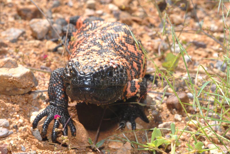 Gila Monster / Heloderma Suspectum Stock Photo - Image of heloderma ...