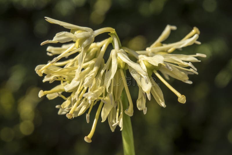 Heloniopsis Stock Photos - Free & Royalty-Free Stock Photos from Dreamstime