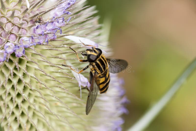 Helophilus pendulus stock image. Image of wings, striped - 26706583