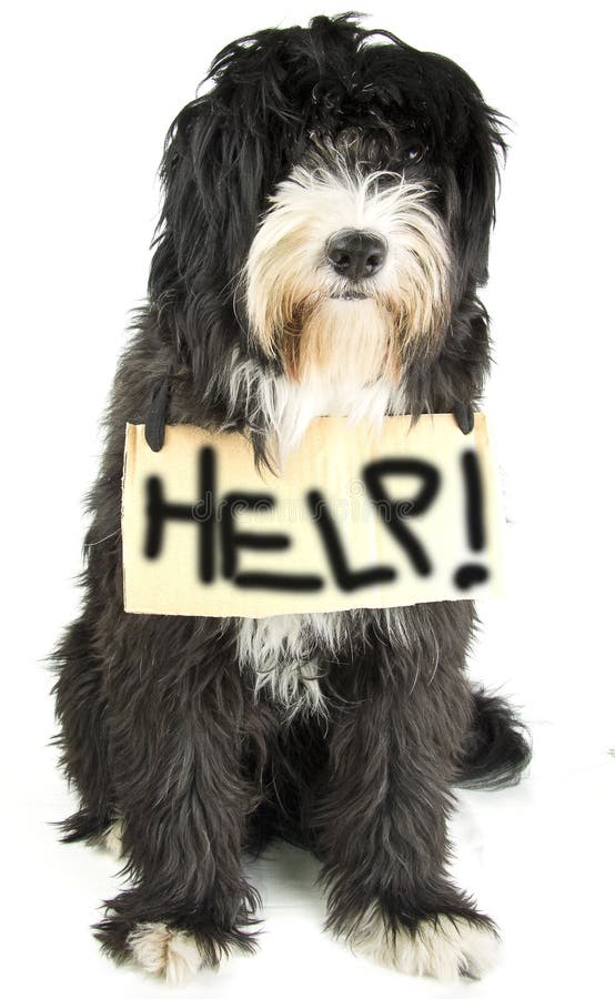 250 Puppy Help Sign Photos - Free & Royalty-Free Stock Photos from ...