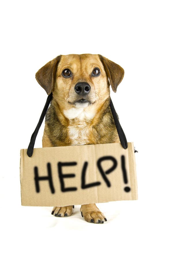 Dog with help sign stock illustration. Illustration of adorable - 32233768