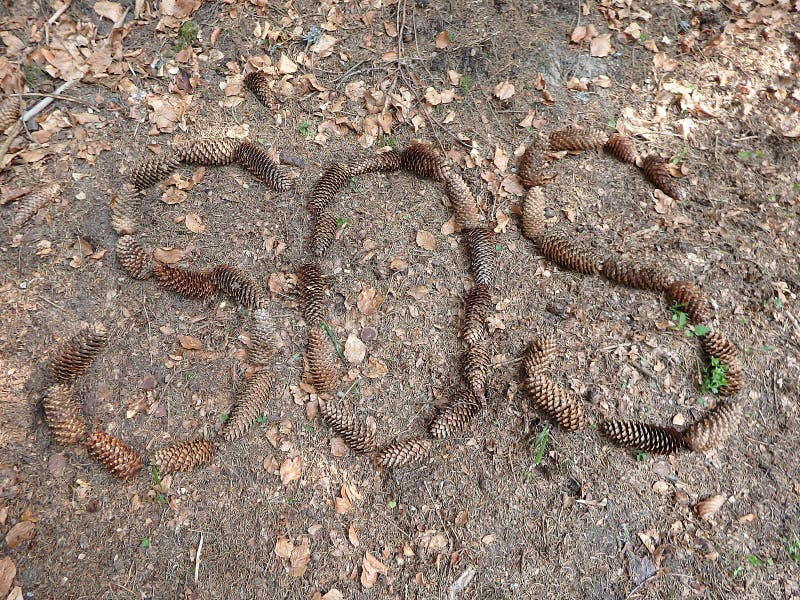 Help for the forest, stock photo. Image of pine, coniferous - 115457554