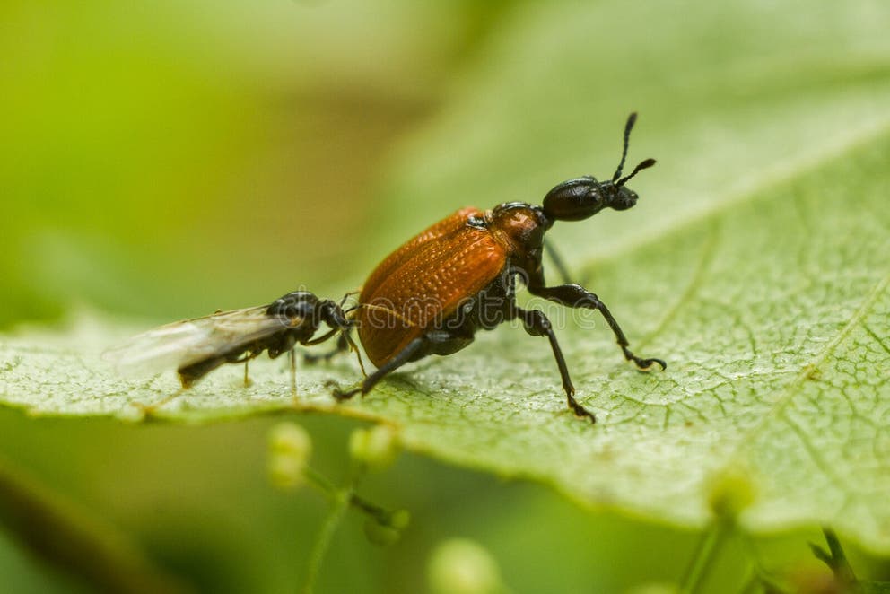 Help among insects stock photo. Image of funny, black - 96600498