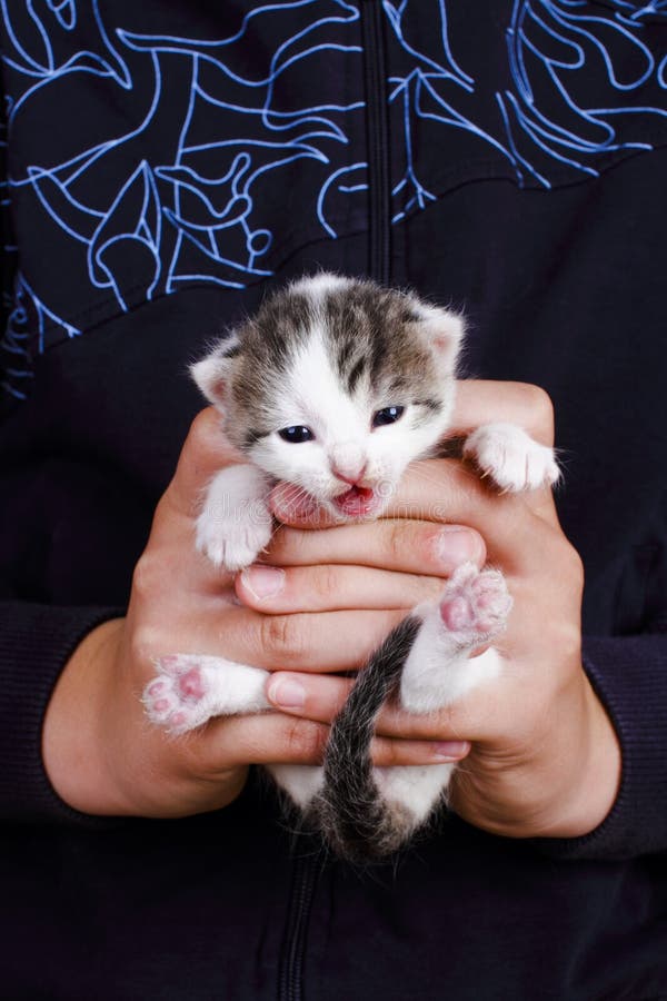 Help me stock image. Image of beautiful, mammal, sweet - 25076471