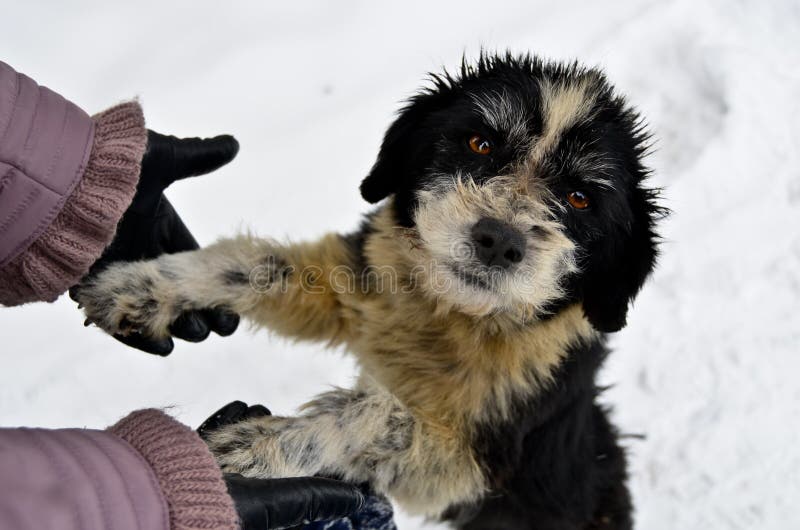 Canadian Rescue Dog editorial photo. Image of safety - 23383851