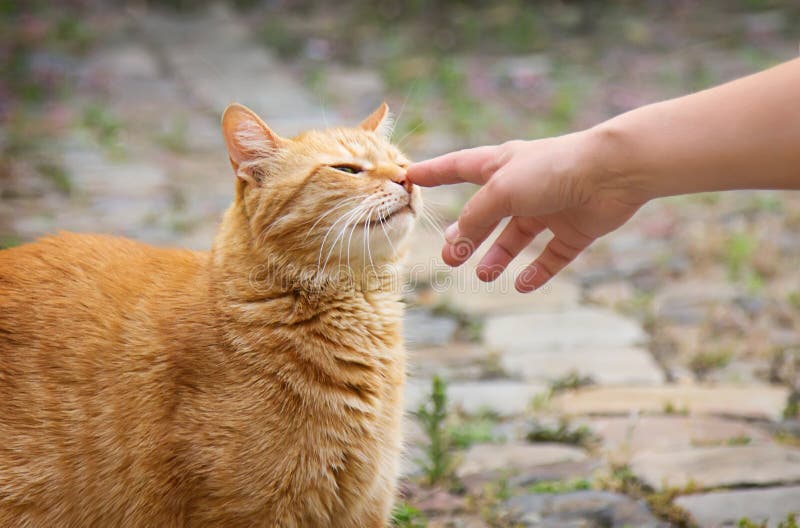 Helping Hand and Lonely Homeless Red Cat Stock Photo - Image of ...