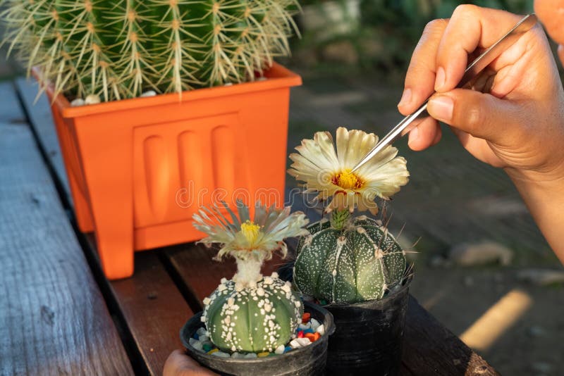 Helping Pollinating the Cactus Stock Photo - Image of nature, botanical ...