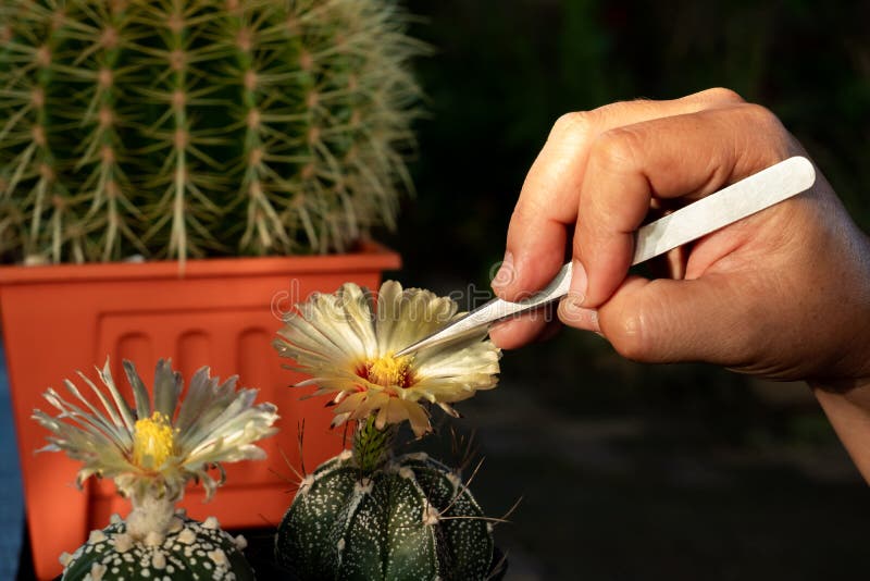 Helping Pollinating the Cactus Stock Image - Image of interior, leaf ...