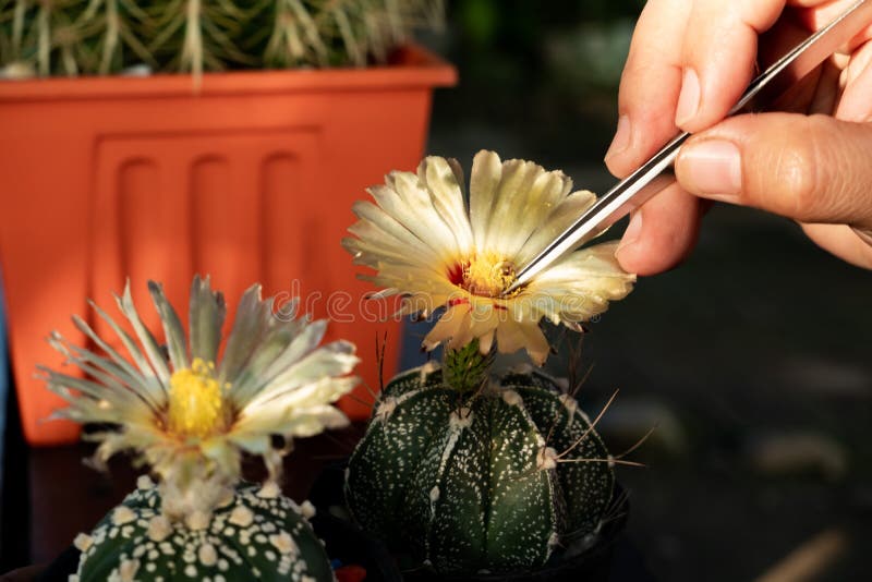 Helping Pollinating the Cactus Stock Image - Image of botany, desert ...