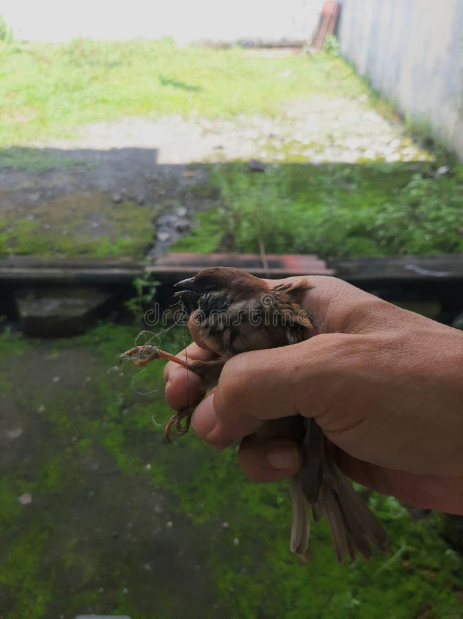 Helping Tiny Bird from Thread Stock Photo - Image of birds, attention ...