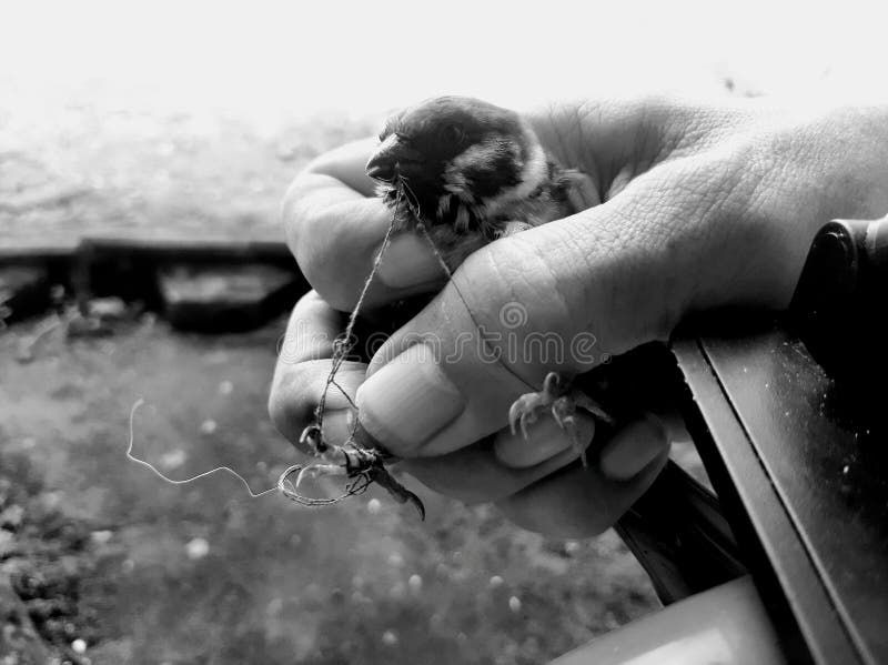 Helping Tiny Bird Which Was Trapped with Thread Stock Photo - Image of ...