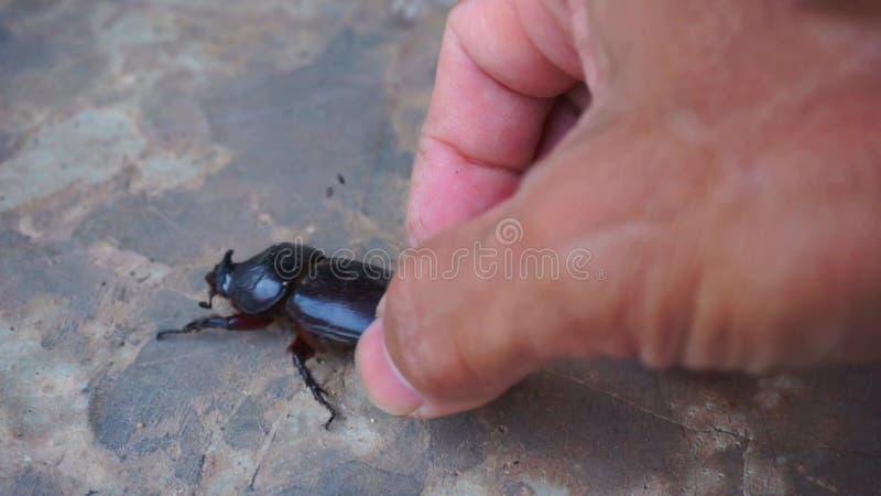Helping the Upside Down Coconut Beetle Stock Video - Video of cropped ...